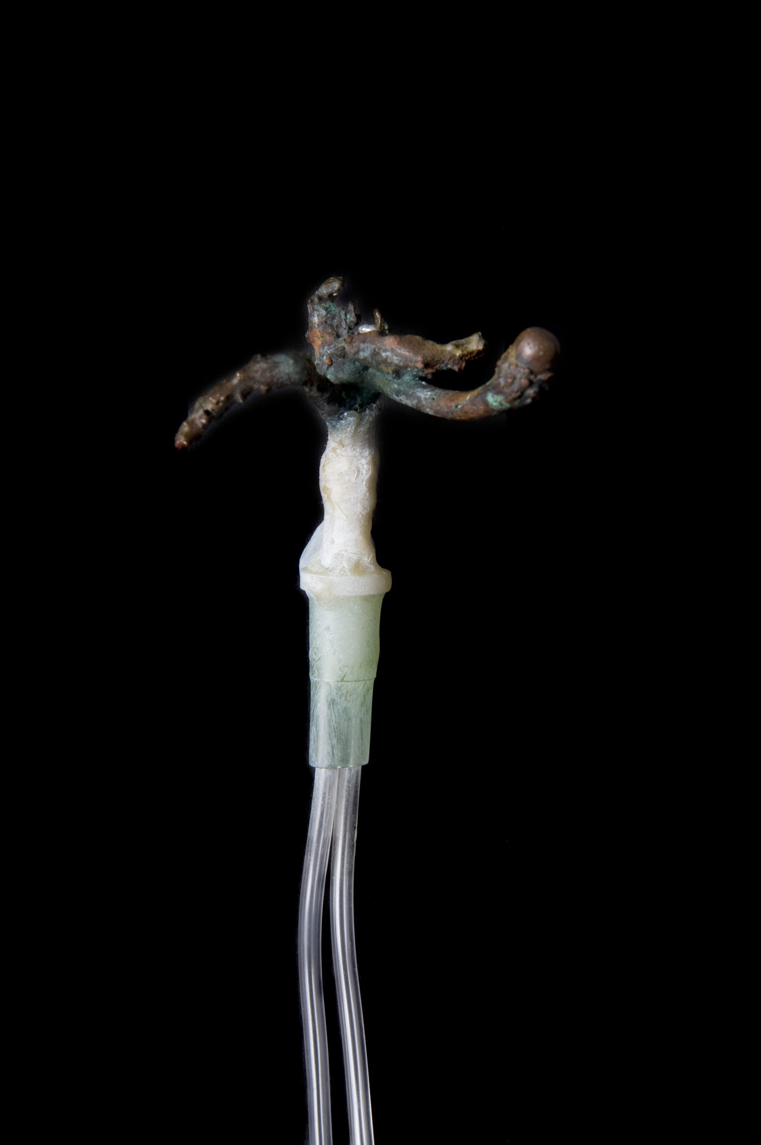 specimens series - Beverley Iles