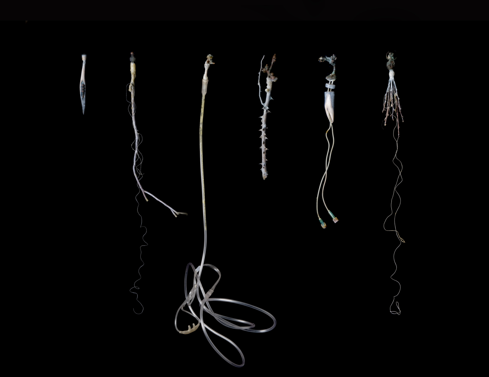 specimens series - Beverley Iles