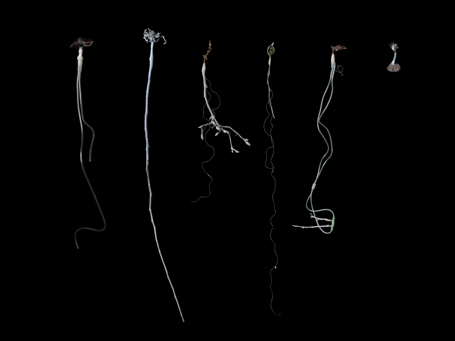 specimens series - Beverley Iles